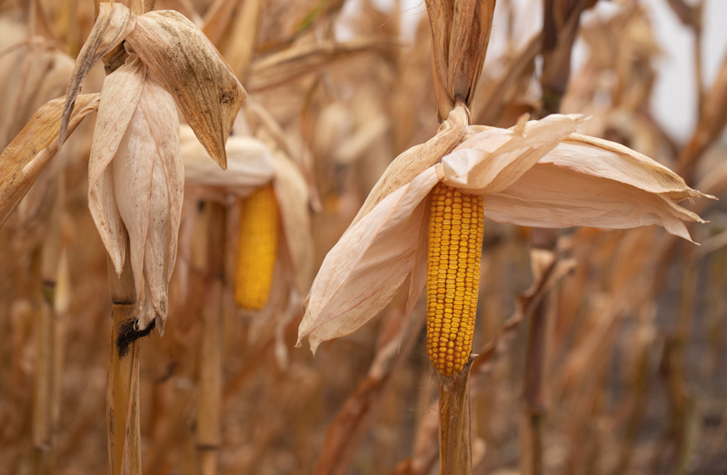 Чому гібриди кукурудзи Brevant™ seeds здобувають довіру агровиробників ...
